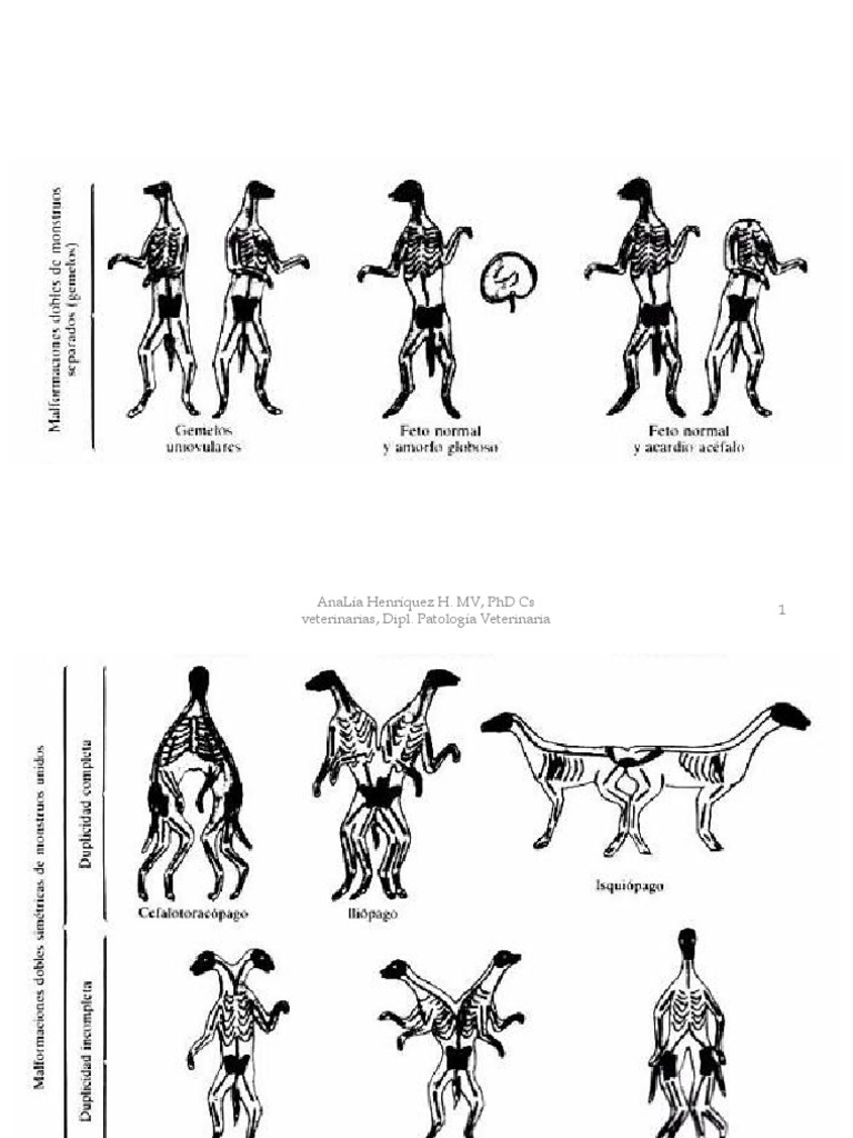 8 Teratos PDF | PDF