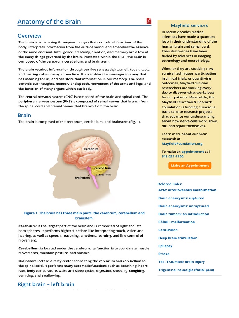 Brain Anatomy, Anatomy of The Human Brain - Mayfield Brain & Spine ...