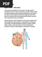 Brain Anatomy Mnemonics Guide | PDF | Brain | Anatomy