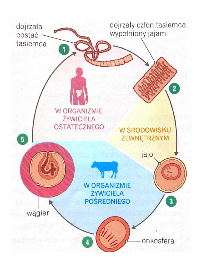 Tasiemca | PDF