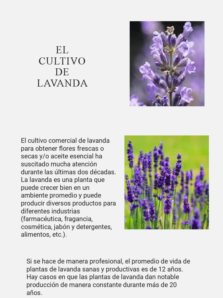 EL CULTIVO DE LAVANDA | PDF | Fertilizante | Lavandula