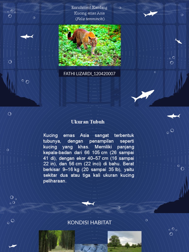 Fathi Lizardi - PPT Enrichment Kandang Kucing Emas Asia | PDF