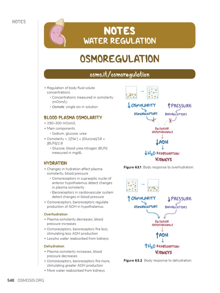 Water Regulation - Indd - Osmosis | PDF | Kidney | Physiology