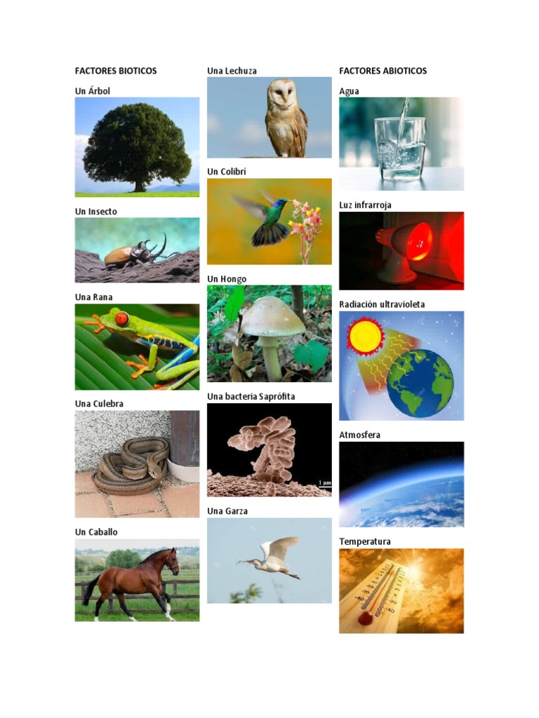 10 FACTORES BIOTICOs y ABIOTICOS | PDF