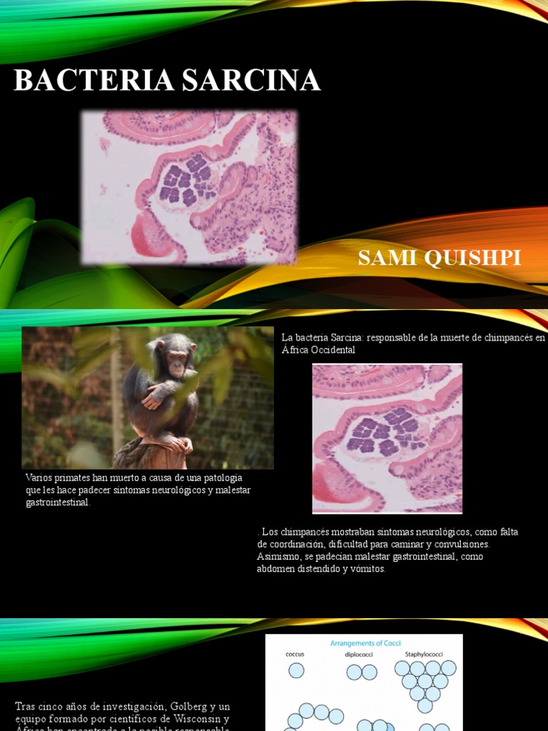 Bacteria Sarcina y muertes de chimpancés | PDF