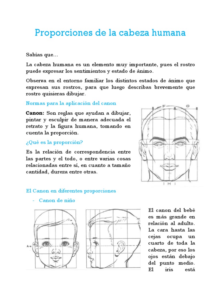 proporciones de la cabeza humana | PDF | Cara