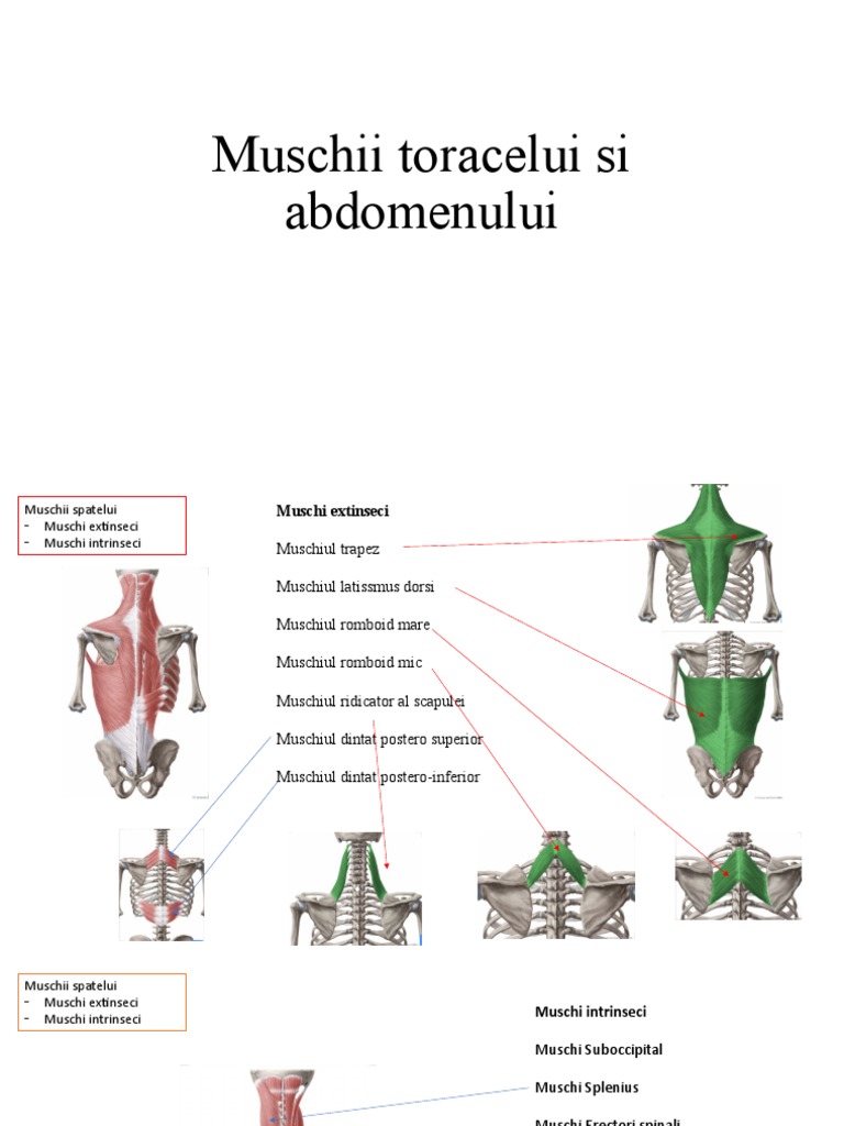 Anatomie Muschi Torace + Abdomen | PDF