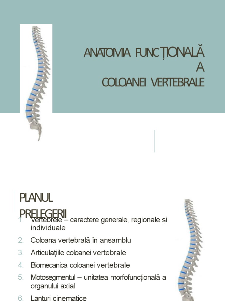 Anatomie Schelet Coloana Vertebrala | PDF