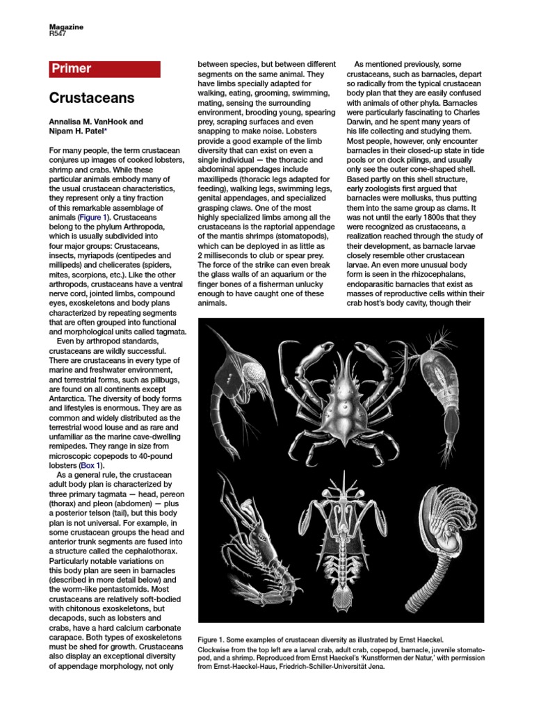 Discover the diversity of crustaceans | PDF | Crustacean | Arthropods