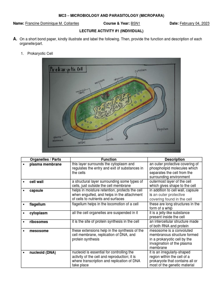 MC3 - Lecture Activity 1 PDF | PDF | Cell (Biology) | Endoplasmic Reticulum