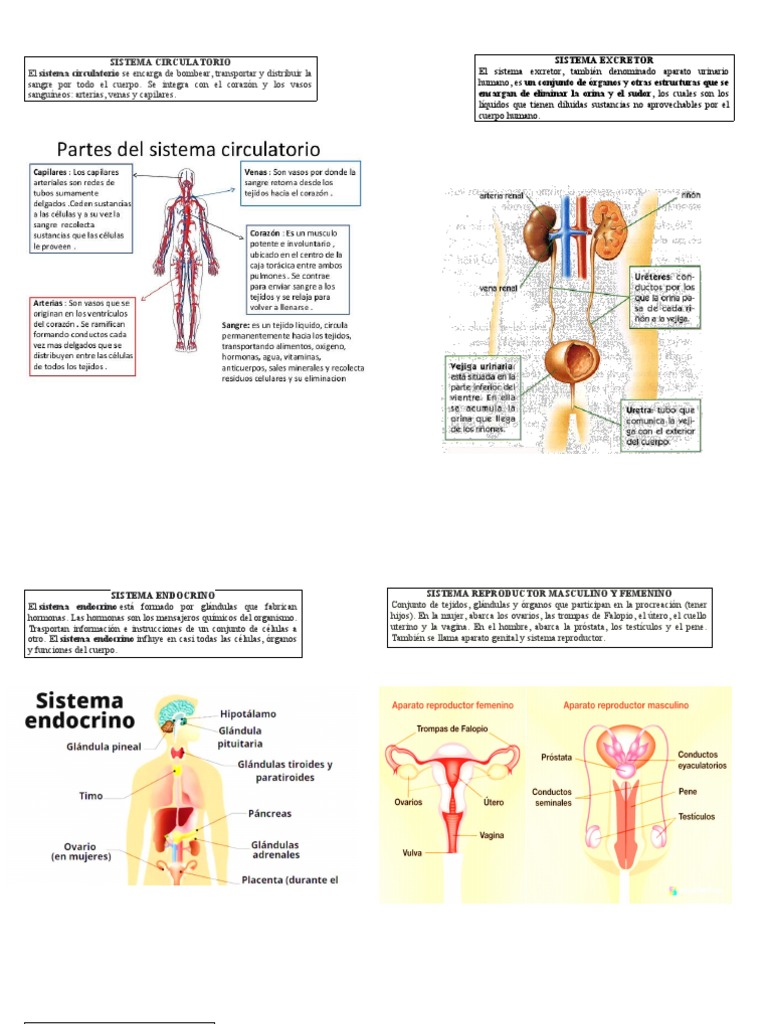 Sistemas Del Cuerpo Humano Pdf Sistema Reproductivo Sistema