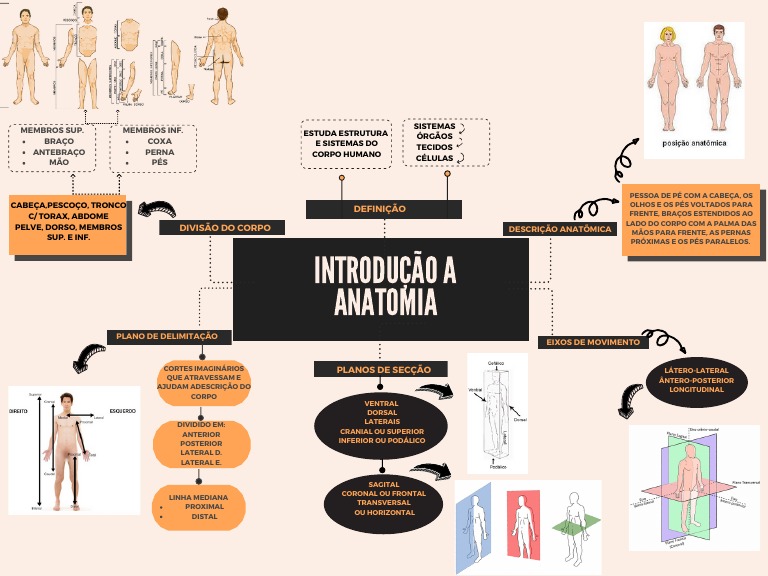 Mapa Mental - 1 Introd. Anatomia - Renata G. Ferreira | PDF | Anatomia | Corpo humano