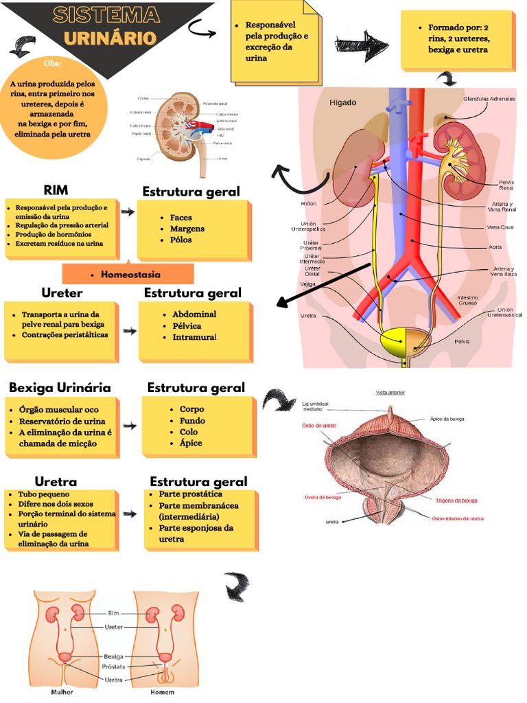 Mapa Mental - 8 Sistema Urinário | PDF