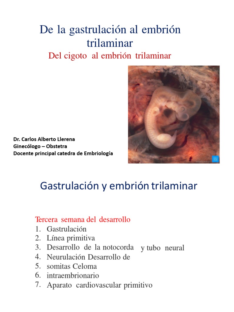 Gastrulación y embrión trilaminar | PDF | Embrión | Órgano (anatomía)