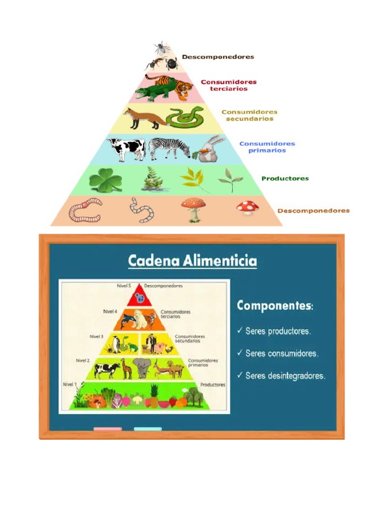 Descomponedores | PDF