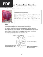 Sheep Heart Dissection Lab | PDF