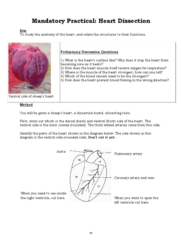Heart Dissection PDF | Download Free PDF | Heart | Ventricle (Heart)
