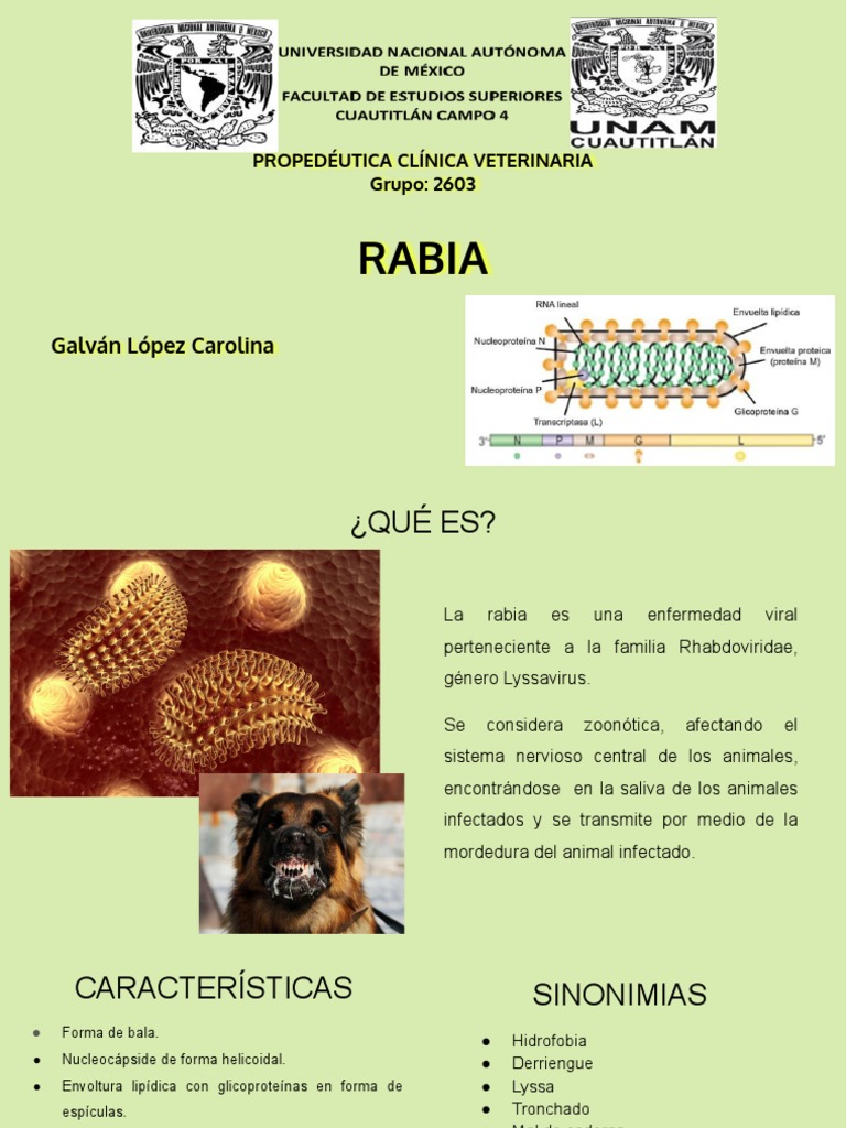 Características del virus de la rabia | PDF | Rabia | Virus