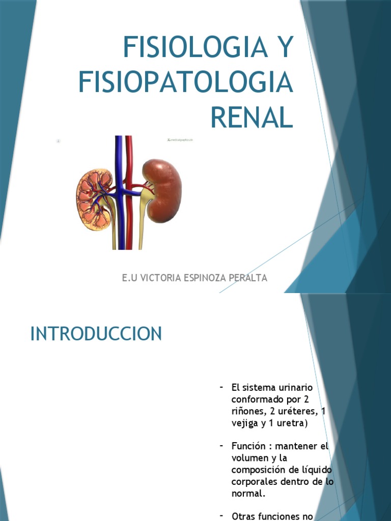 1° FISIOLOGIA Y FISIOPATOLOGIA RENAL | PDF | Riñón | Especialidades Medicas