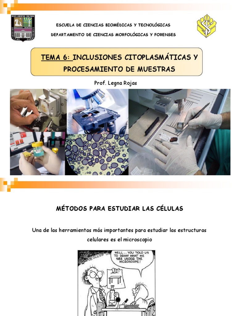 Inclusiones Citoplasmáticas y Procesamiento de Muestras | PDF ...