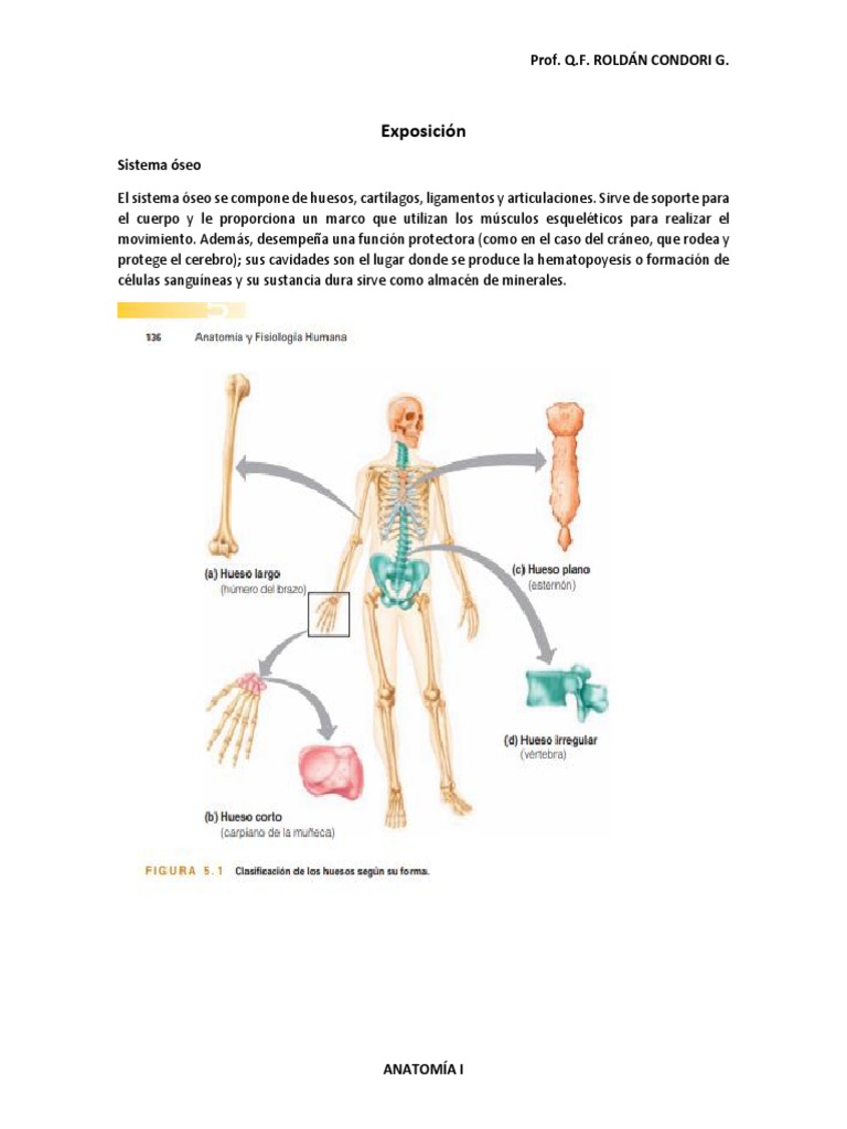 Anatomia 2 | PDF | Sistema digestivo humano | Anatomía