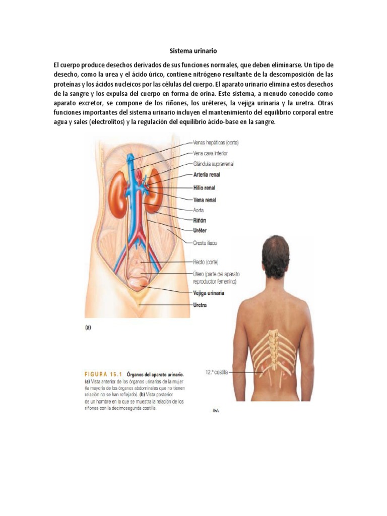 Sistema Urinario | PDF