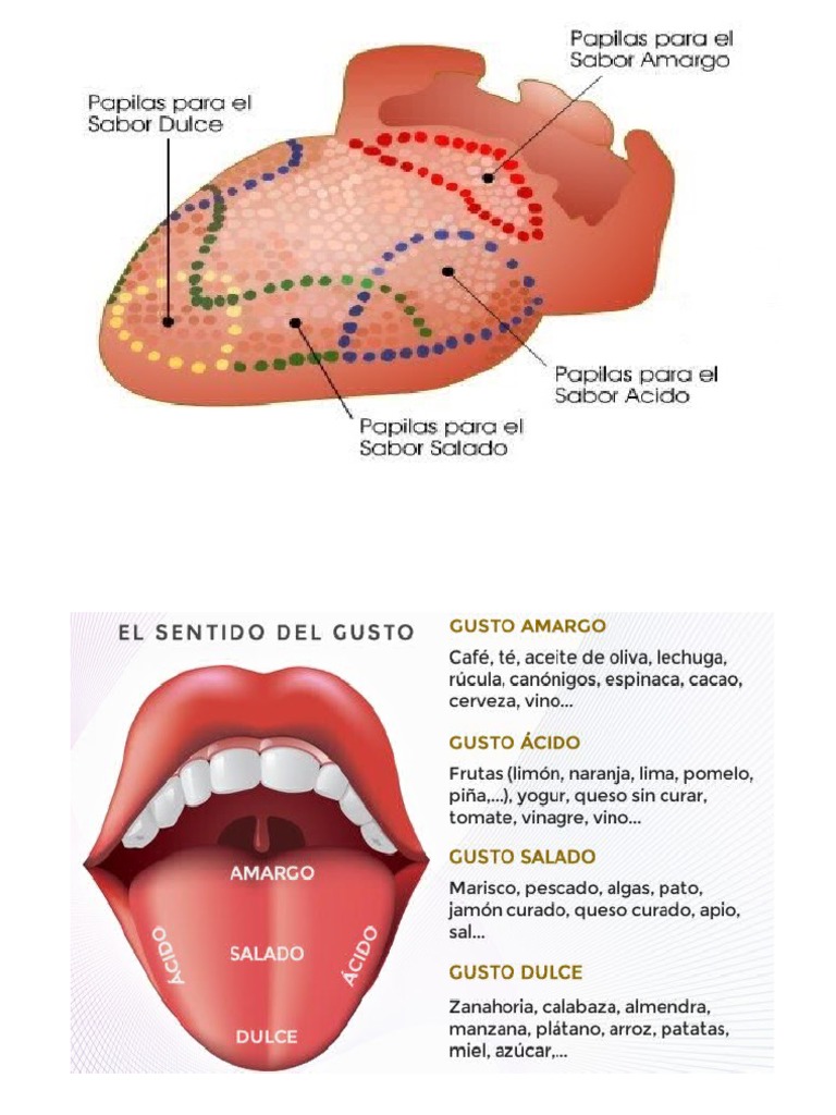 El Sentido Del Gusto | PDF