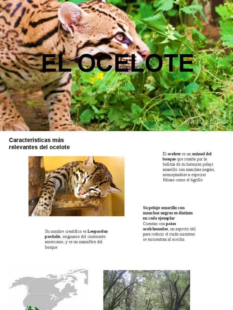 Ocelote | PDF | Organismos