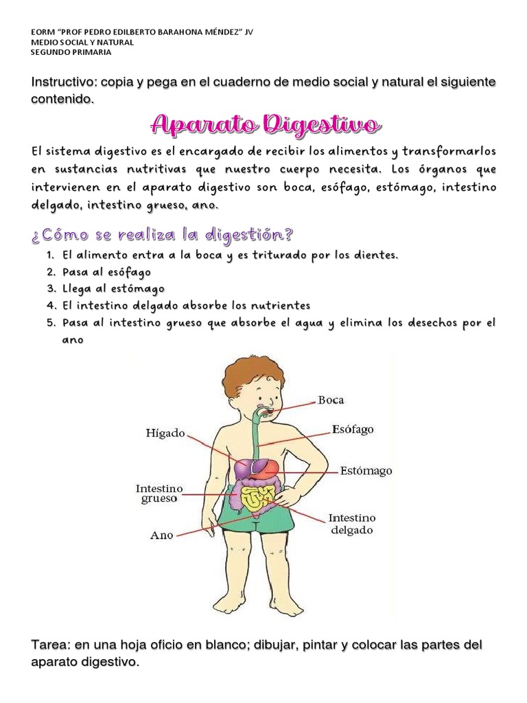 Hoja de Trabajo: Sistema Digestivo Infantil | PDF | Sistema digestivo ...