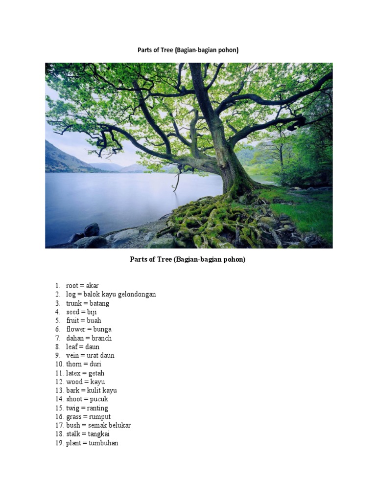 Bagian-Bagian Pohon dan Fungsinya | PDF