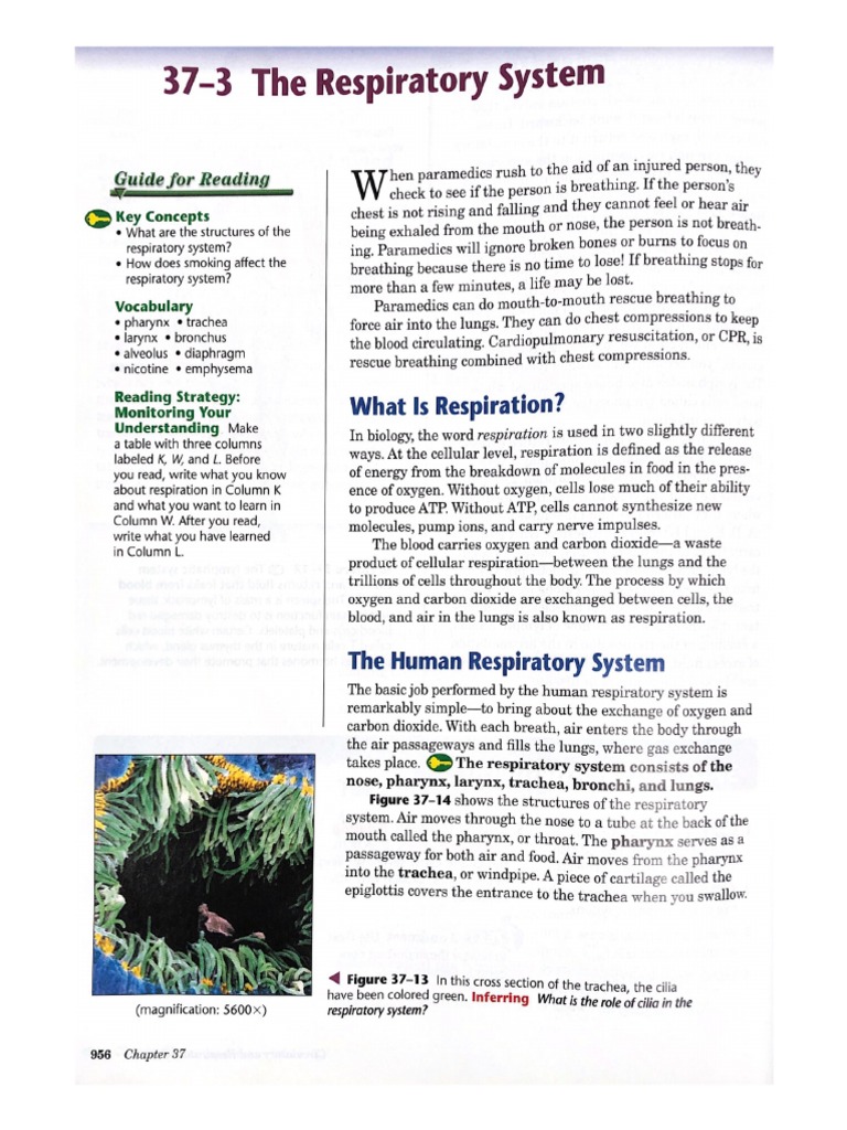 37-3 The Respiratory System | PDF
