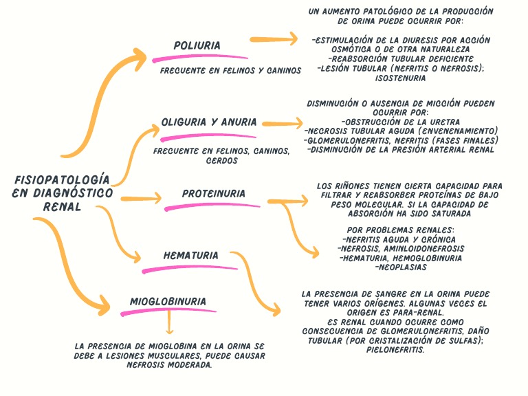 Poliuria: Fisiopatología en Diagnóstico Renal | Descargar gratis PDF ...