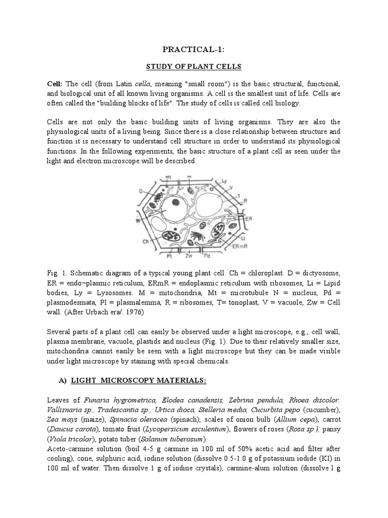 Crop Physiology Exercise-I | PDF | Chloroplast | Leaf