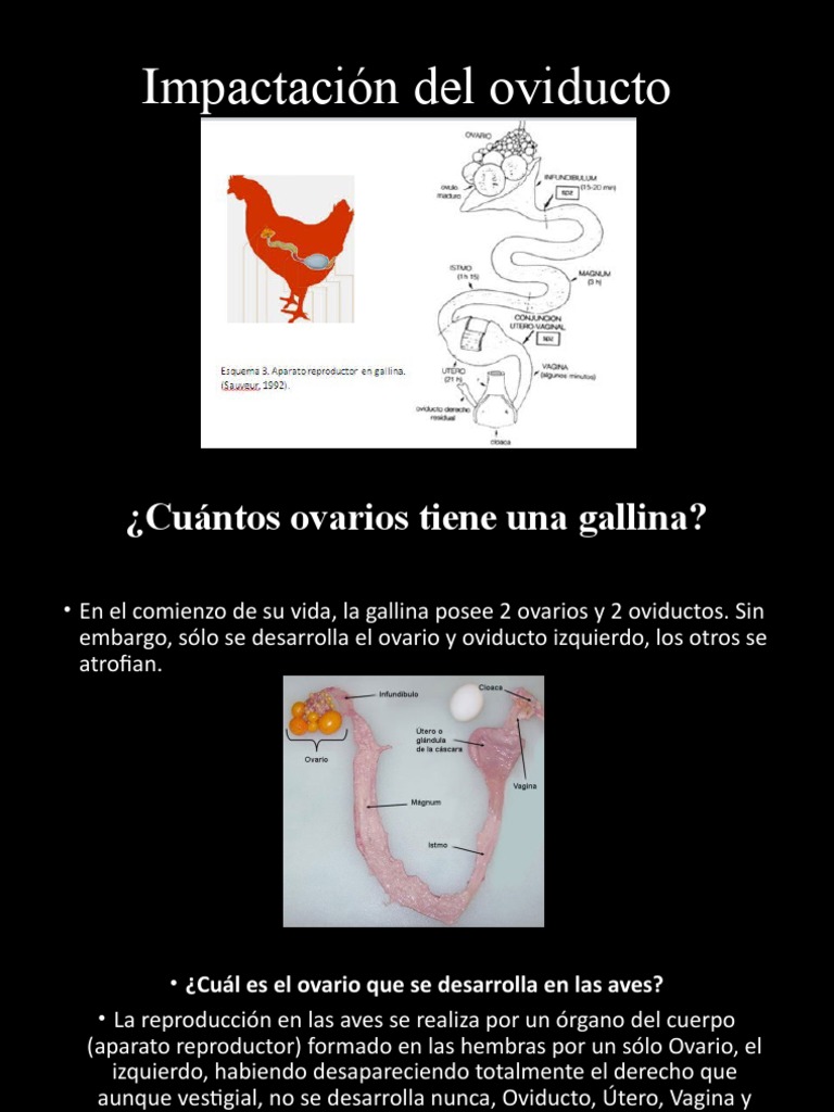 IMPACTACION DEL OVIDUCTO | PDF