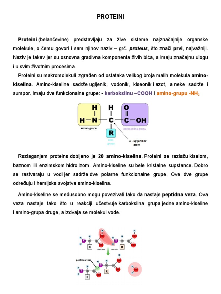Struktura I Funkcionisanje Proteina | PDF