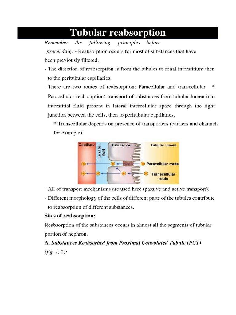 Tubular Reabsorption | PDF