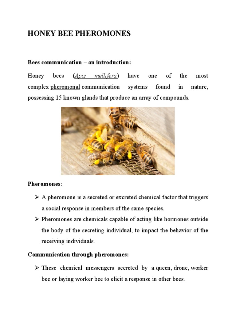 Honey Bee Pheremones | PDF | Honey Bee | Pheromone