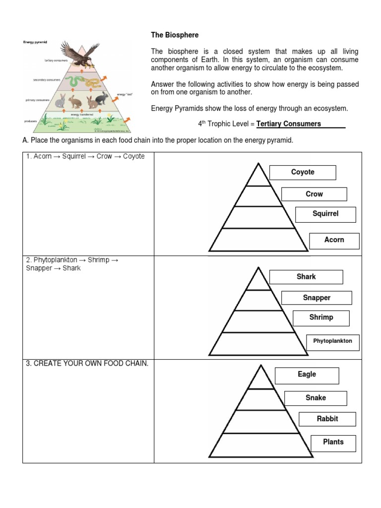Exercise2 EarthScience | PDF | Food Web | Systems Ecology