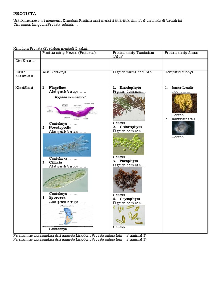 PROTISTA | PDF | Sains & Matematika