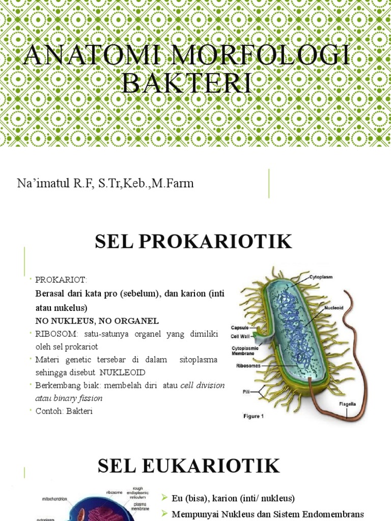 Anatomi Morfologi Bakteri | PDF