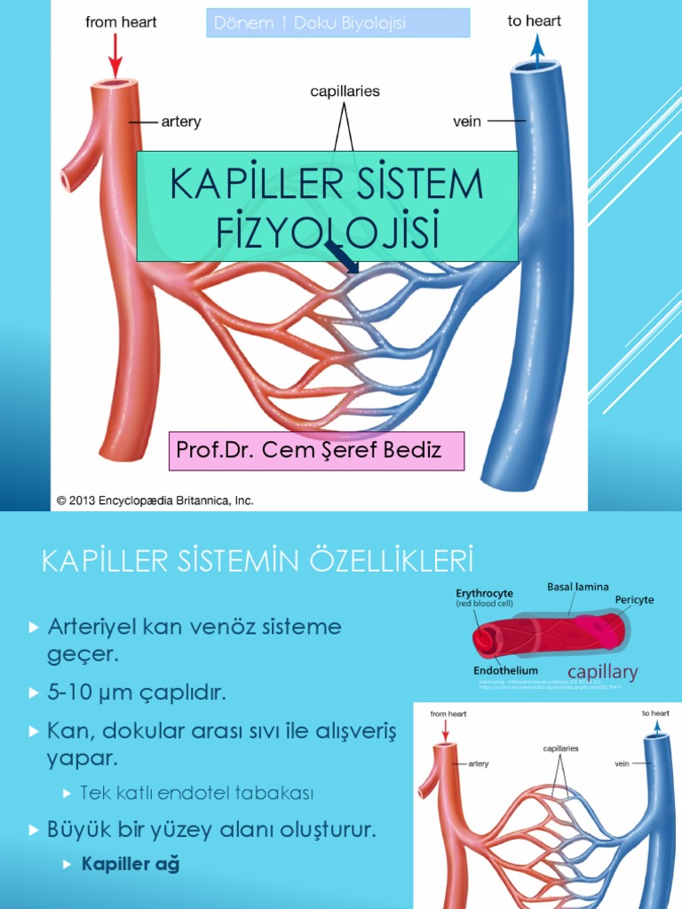 D1 - Kapiller Sistemin Ã - Zellikleri - 2023 PDF | PDF