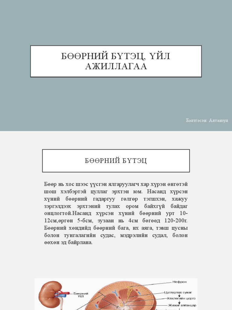 Бөөрний бүтэц үйл ажиллагаө Pdf