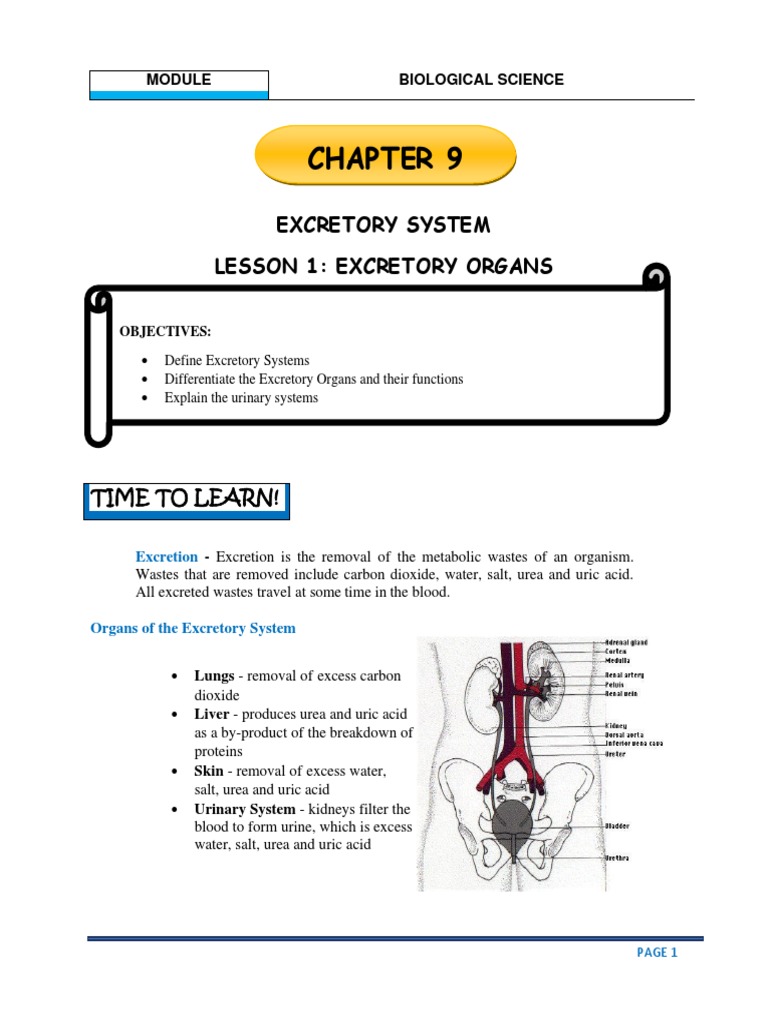 Overview of the Excretory System | PDF | Anatomy | Physiology