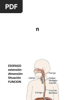 Anatomia, Irrigacion, Inervación Del Esofago y Estomago | PDF ...