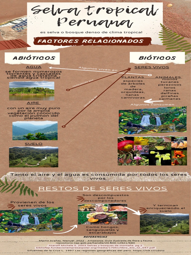 Selva Tropical Info | PDF | Selva | Zona tropical
