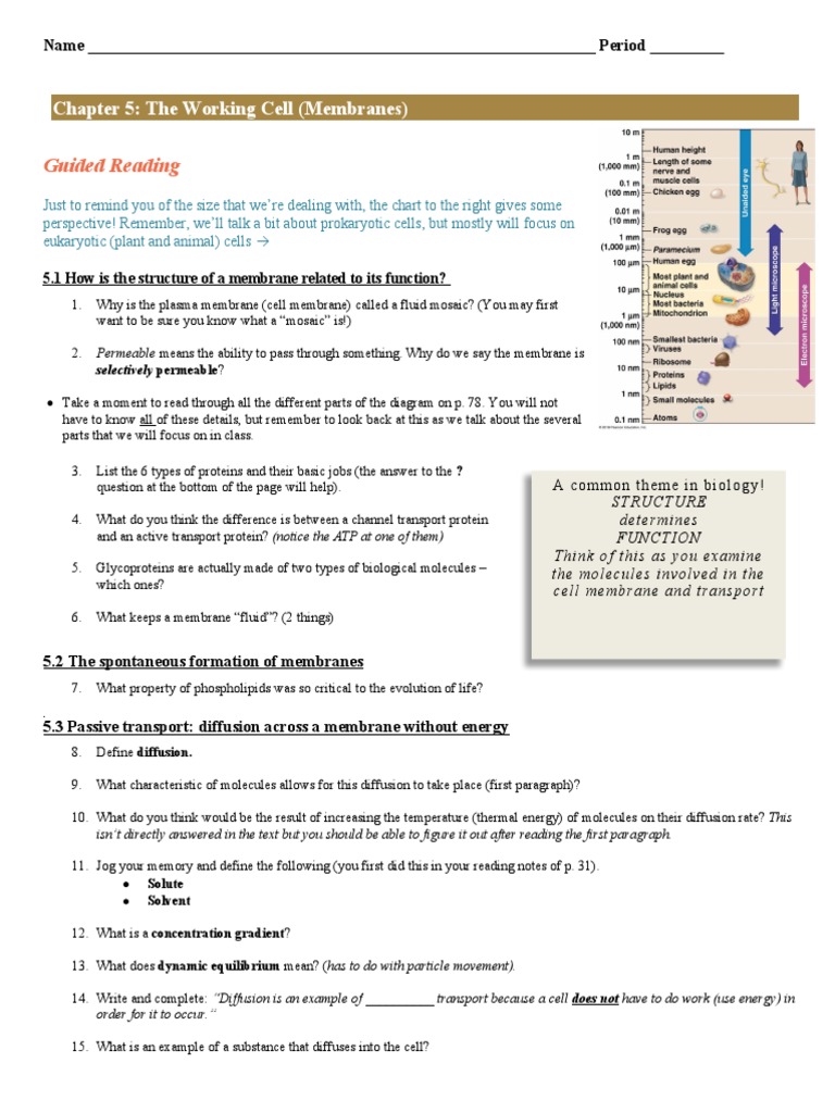 Cell Membrane Structure & Function Guide | PDF | Cell Membrane | Osmosis