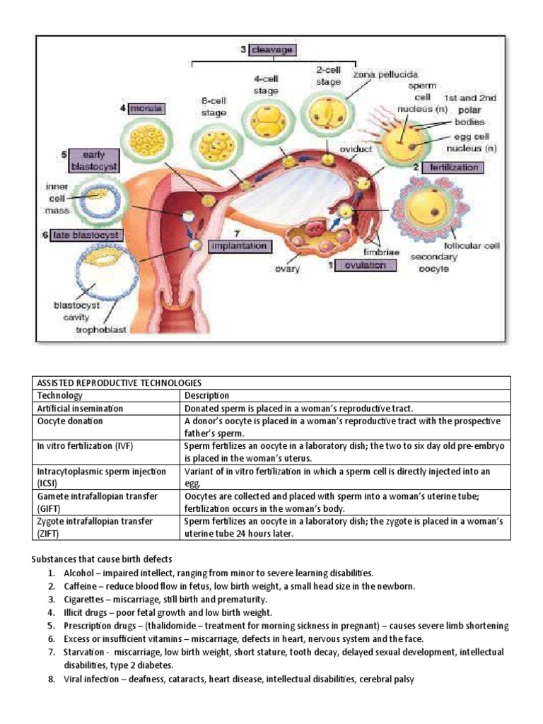Beginner's Guide to IVF Techniques | PDF | In Vitro Fertilisation ...