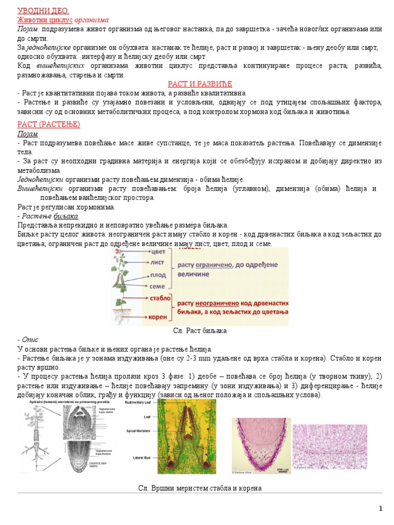 Rast I Razvice | PDF