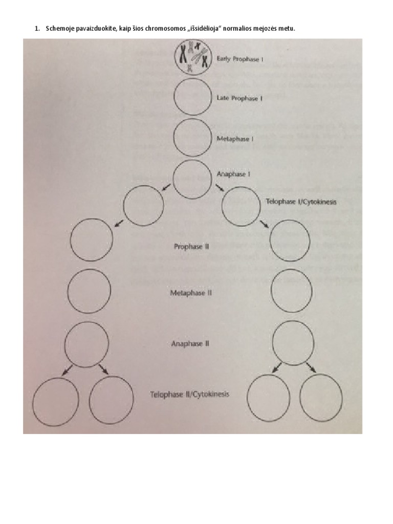 Mejoze Ir Genomo Mutacijos - WS | PDF
