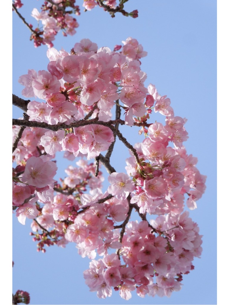 Fleur Et Jardin | PDF